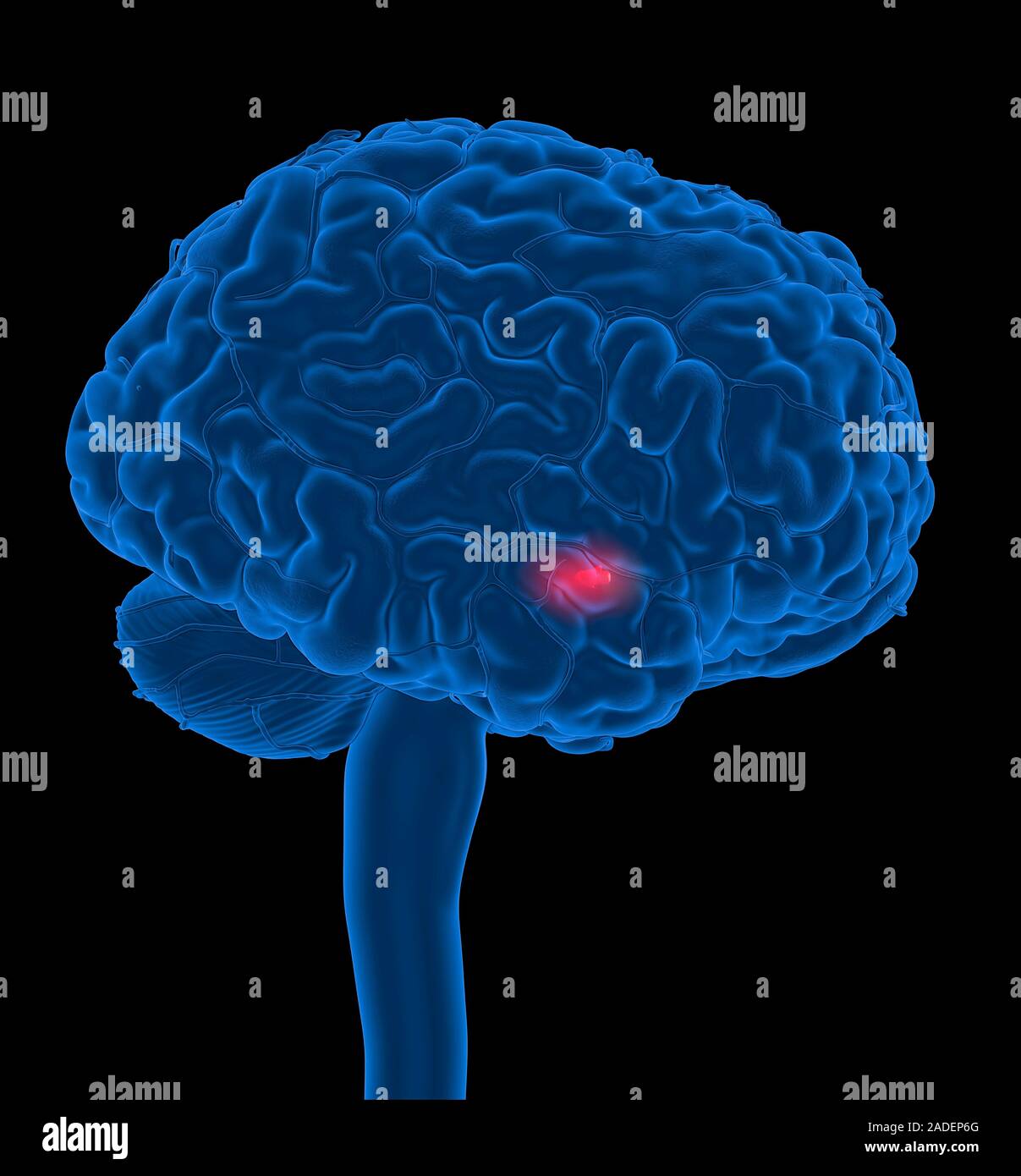 Hypothalamus in the brain. Computer illustration showing the location ...