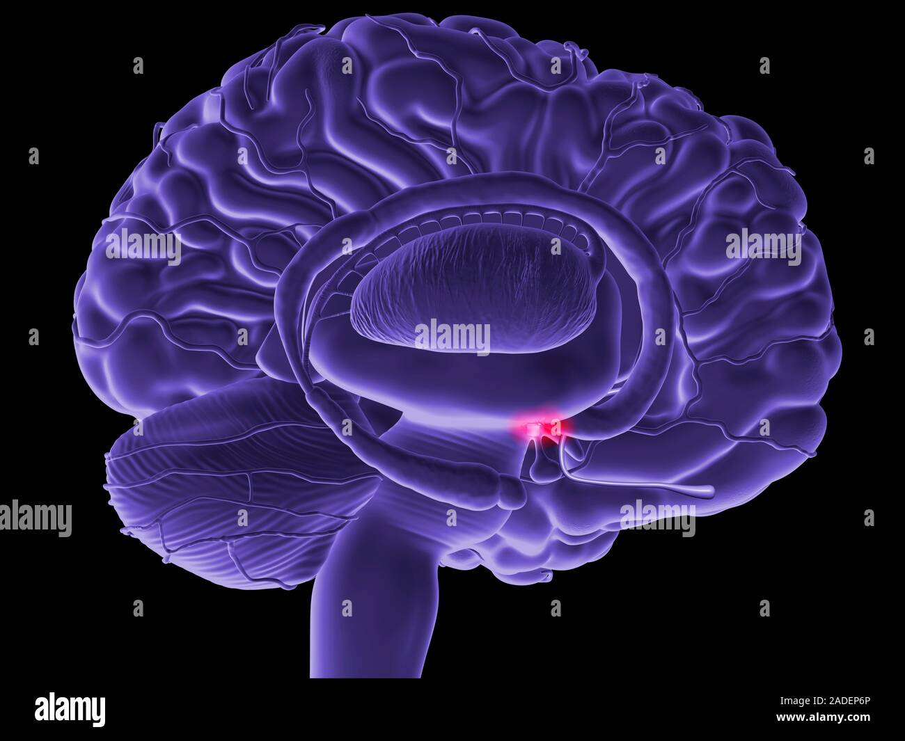 Hypothalamus in the brain. Cutaway computer illustration showing the ...