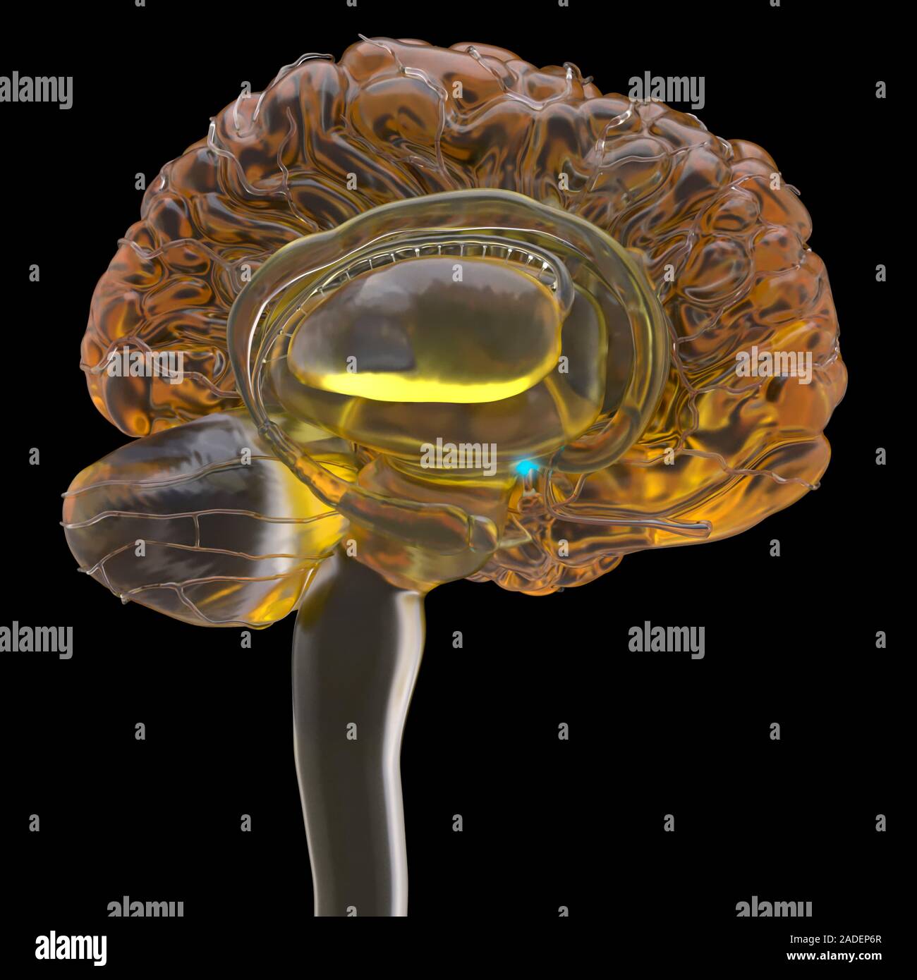 Hypothalamus in the brain. Cutaway computer illustration showing the ...
