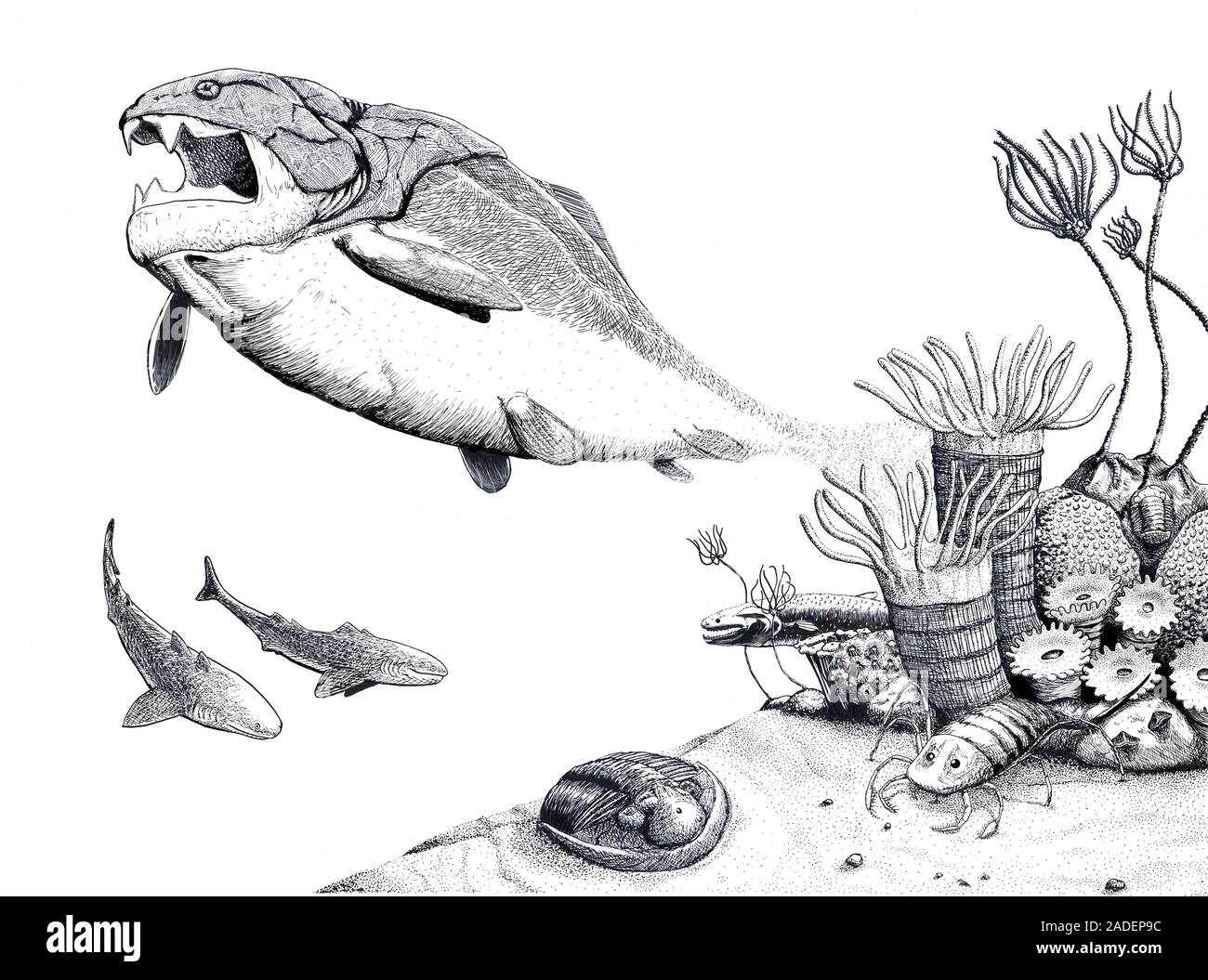 Illustration of select fauna from a Devonian (419.2 - 358.9 million ...