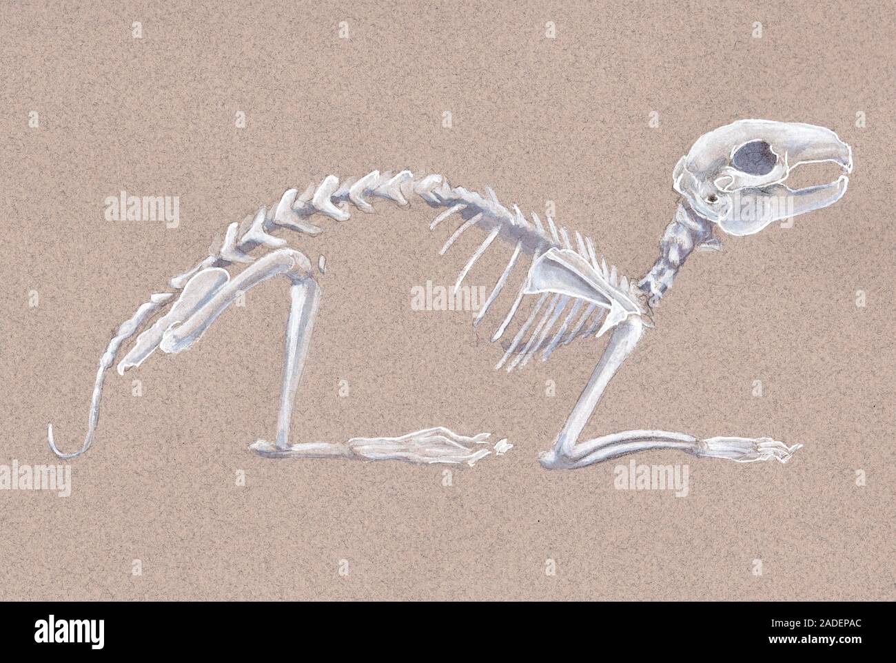 Illustration of the skeleton of a rabbit (Oryctolagus cuniculus Stock ...