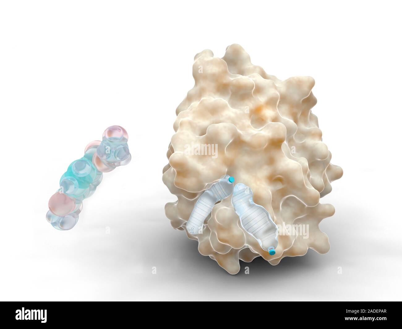 Conceptual molecular model of PET hydrolase (PETase), a plastic ...