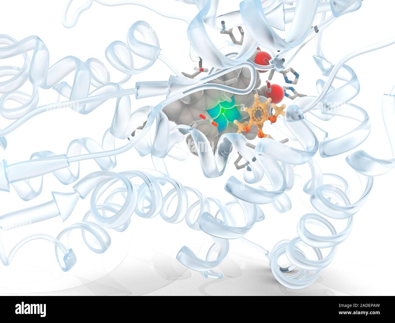 Lignin-degrading enzyme for biofuels, illustration. Molecular model of ...