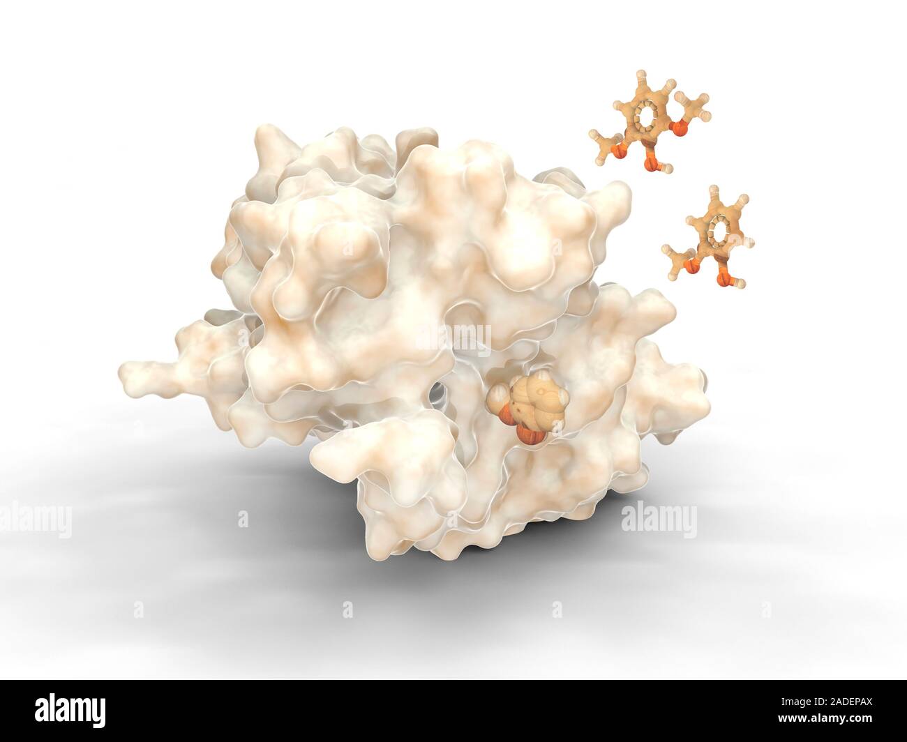 Lignin-degrading enzyme for biofuels, illustration. Molecular model of ...