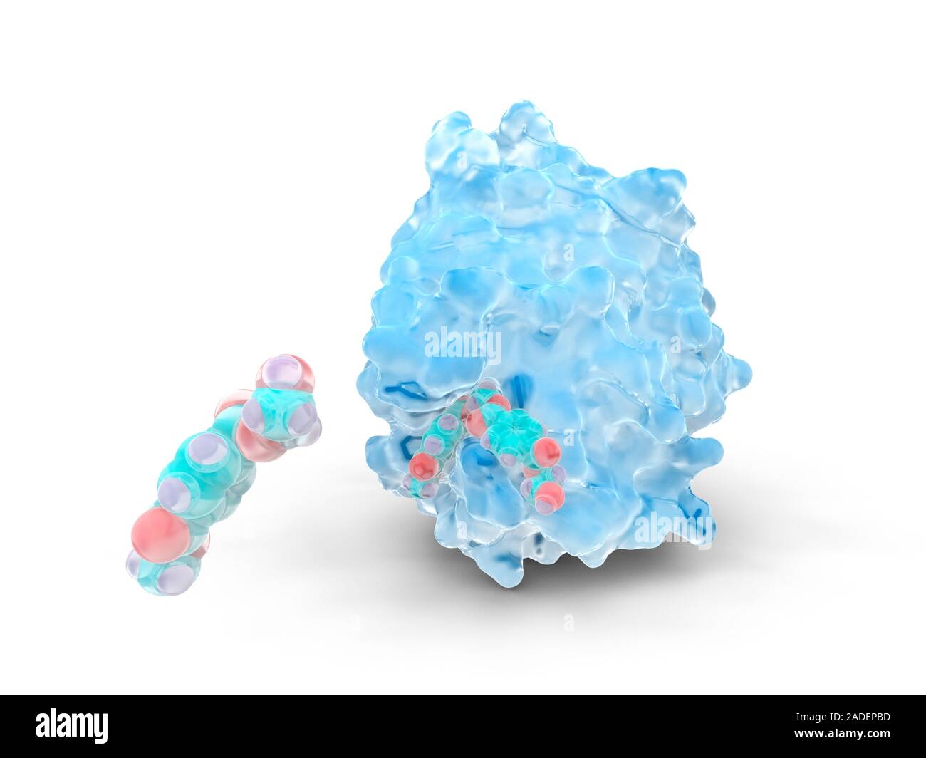 Molecular model of PET hydrolase (PETase), a plastic-degrading enzyme ...