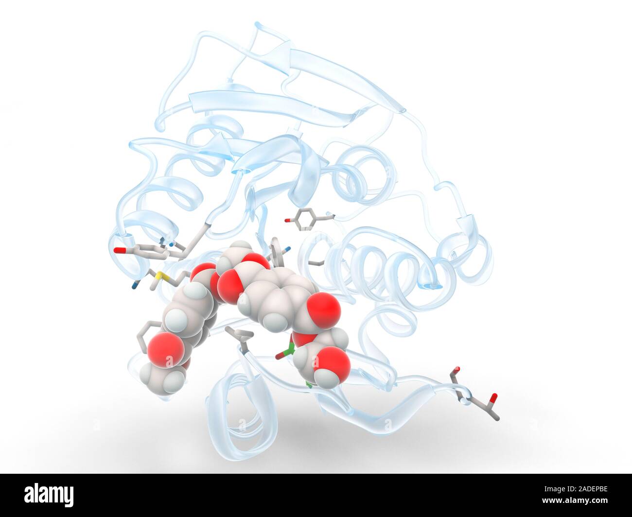 Molecular model of PET hydrolase (PETase), a plastic-degrading enzyme ...