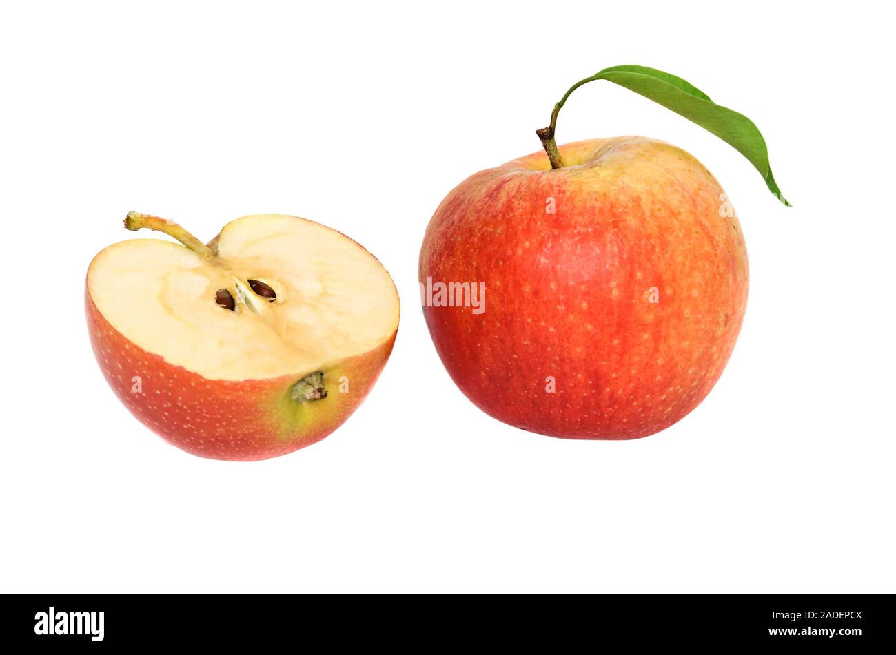 apple and its cross-section isolated on white background Stock Photo ...