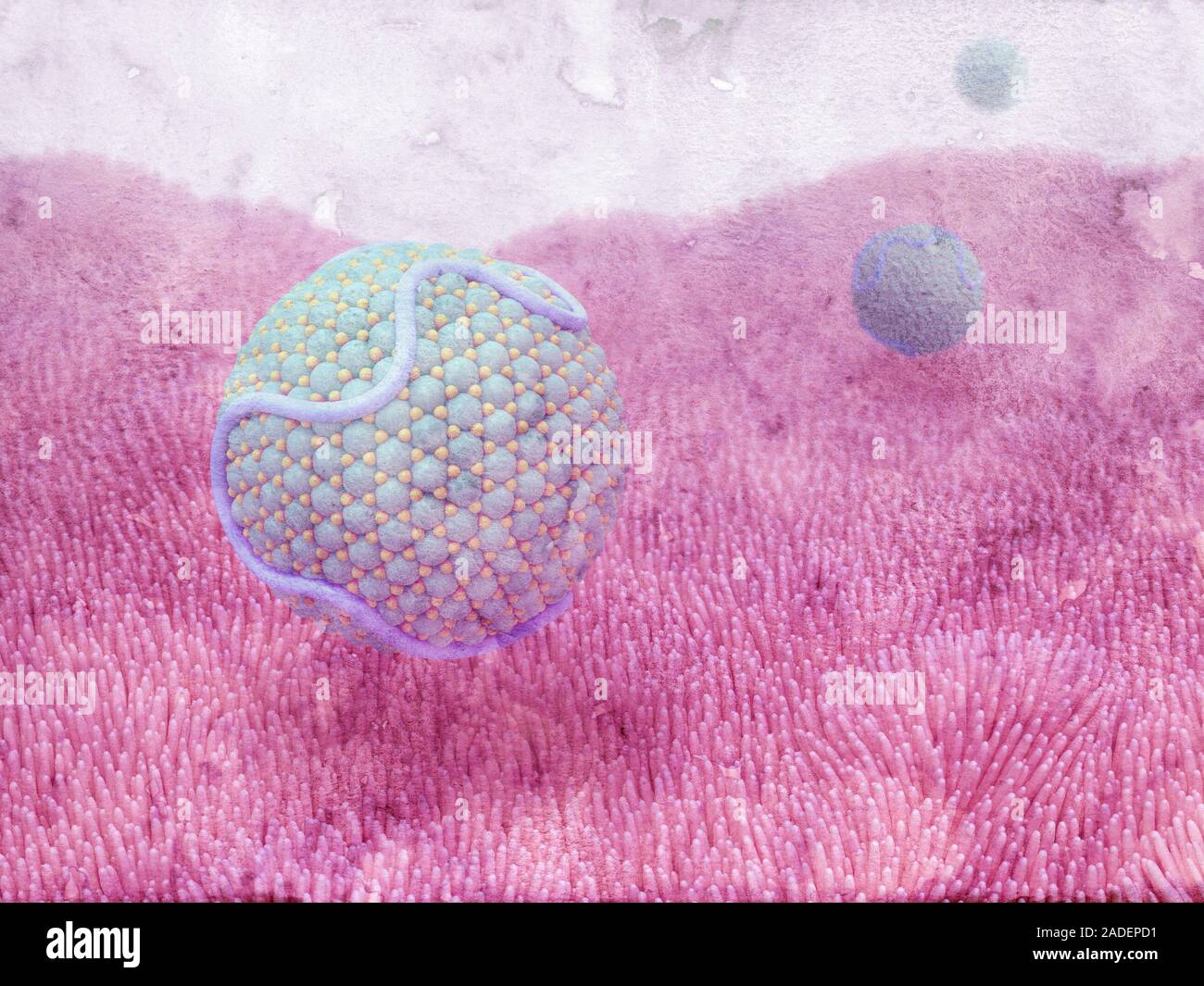 Lipoprotein in the intestine, illustration. This is low density ...