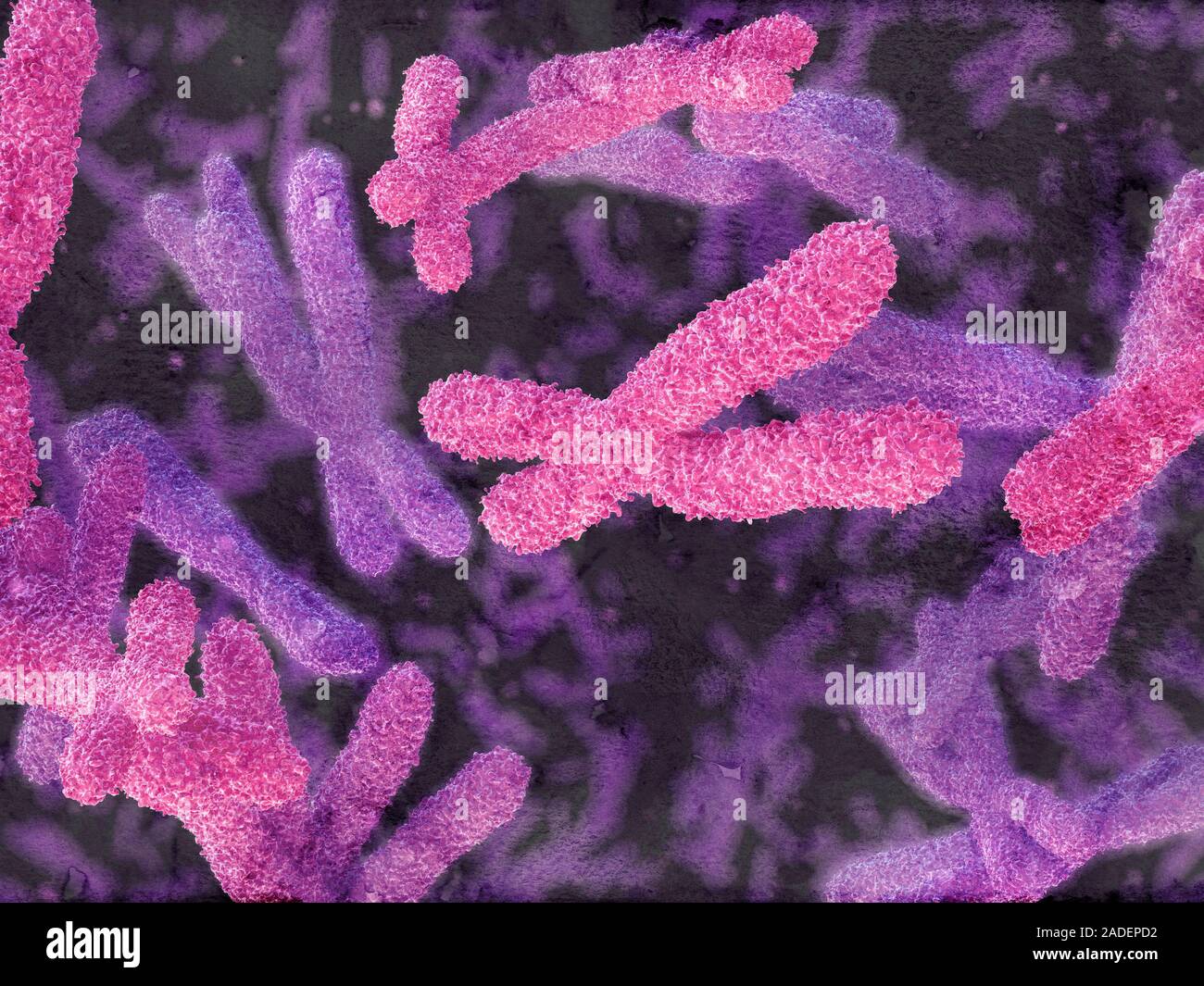 Chromosomes. Computer illustration of human chromosomes. Chromosomes ...
