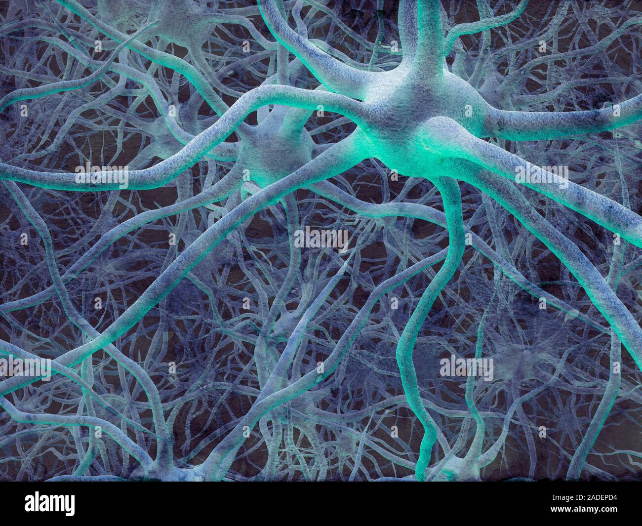 Neural network. Computer illustration of nerve cells, or neurons ...