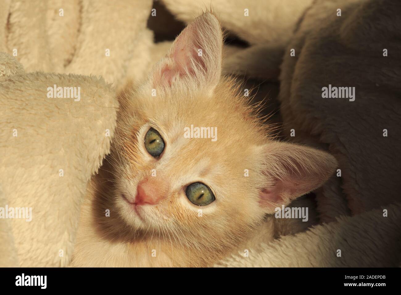 Little red cat hi-res stock photography and images - Alamy