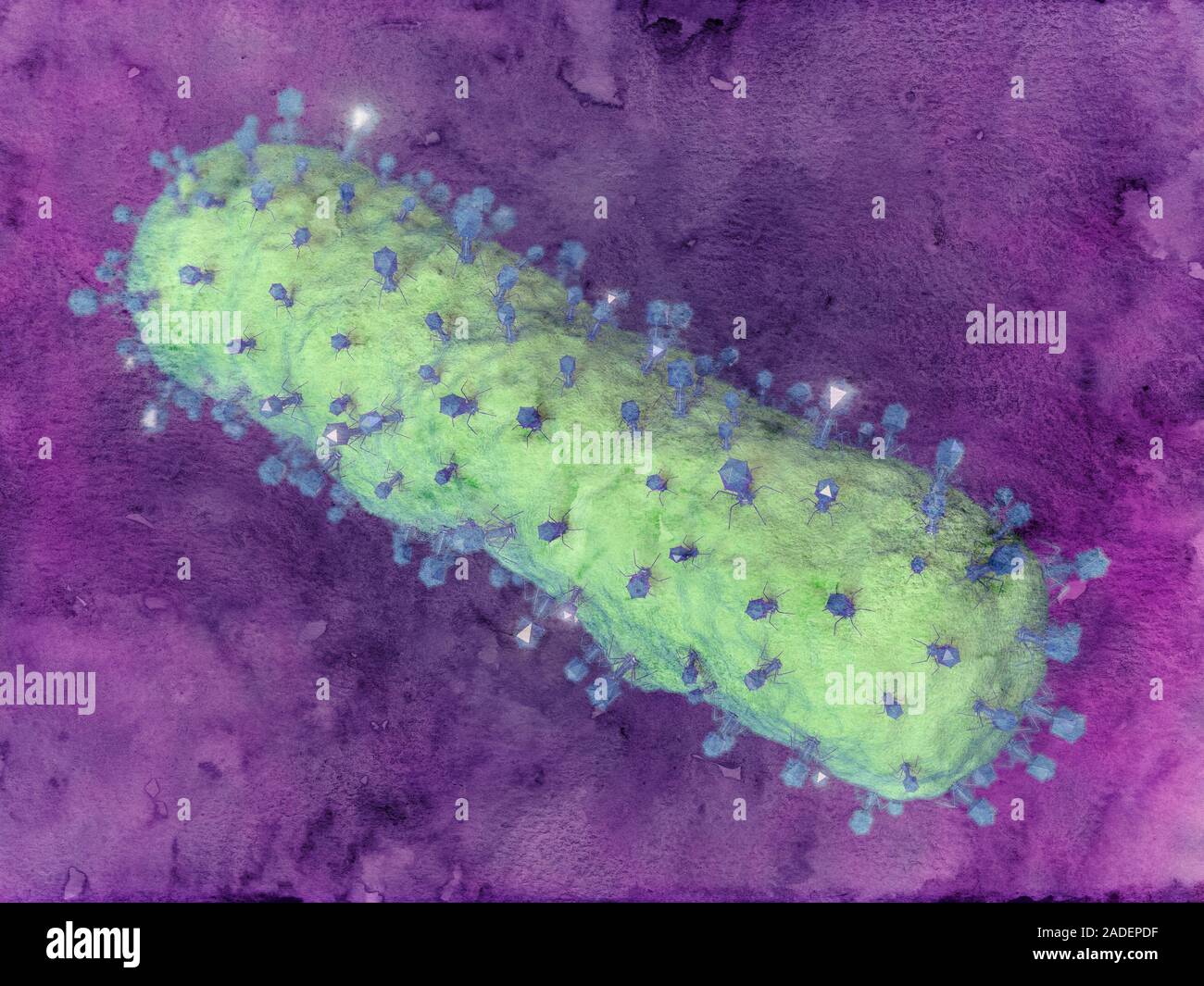 Bacteriophages attacking E. coli cell. 3D computer illustration of multiple T4 bacteriophage ...