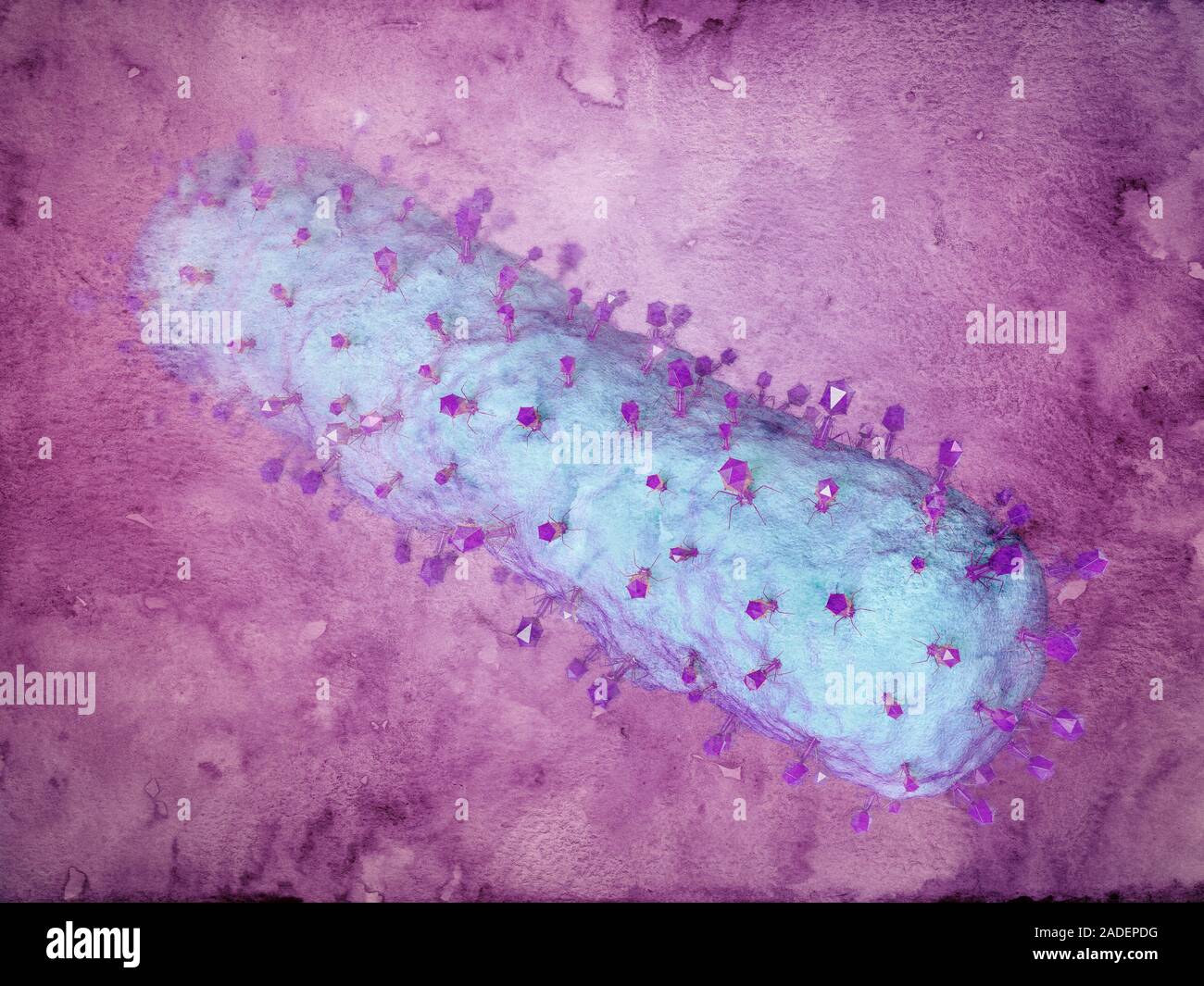Bacteriophages attacking E. coli cell. 3D computer illustration of multiple T4 bacteriophage ...