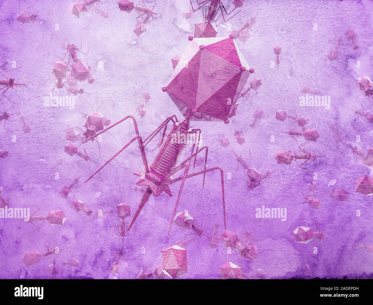Bacteriophage T4 viruses. 3D computer illustration of multiple T4 ...