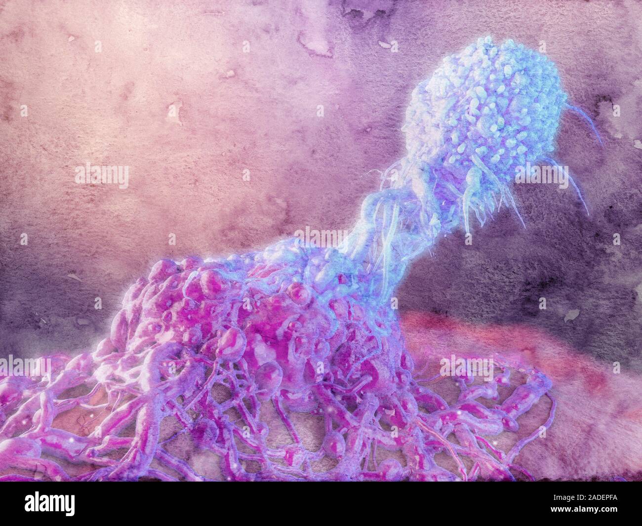 Illustration of a T-lymphocyte white blood cell (blue) destroying a ...