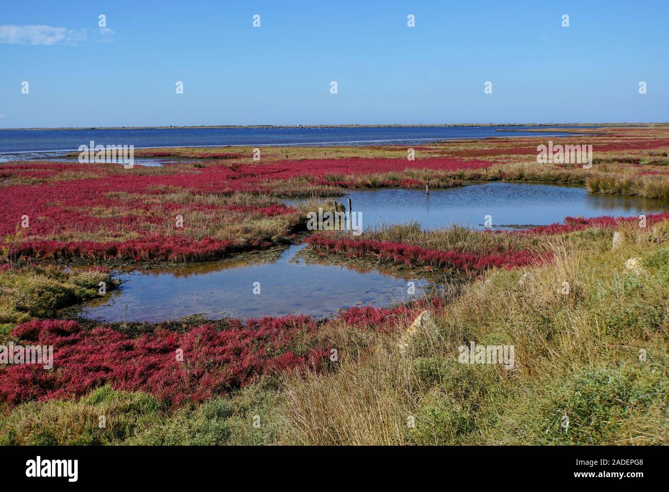 Saltwort salt-tolerant plant (Salicornia sp.) growing in a soil with a ...
