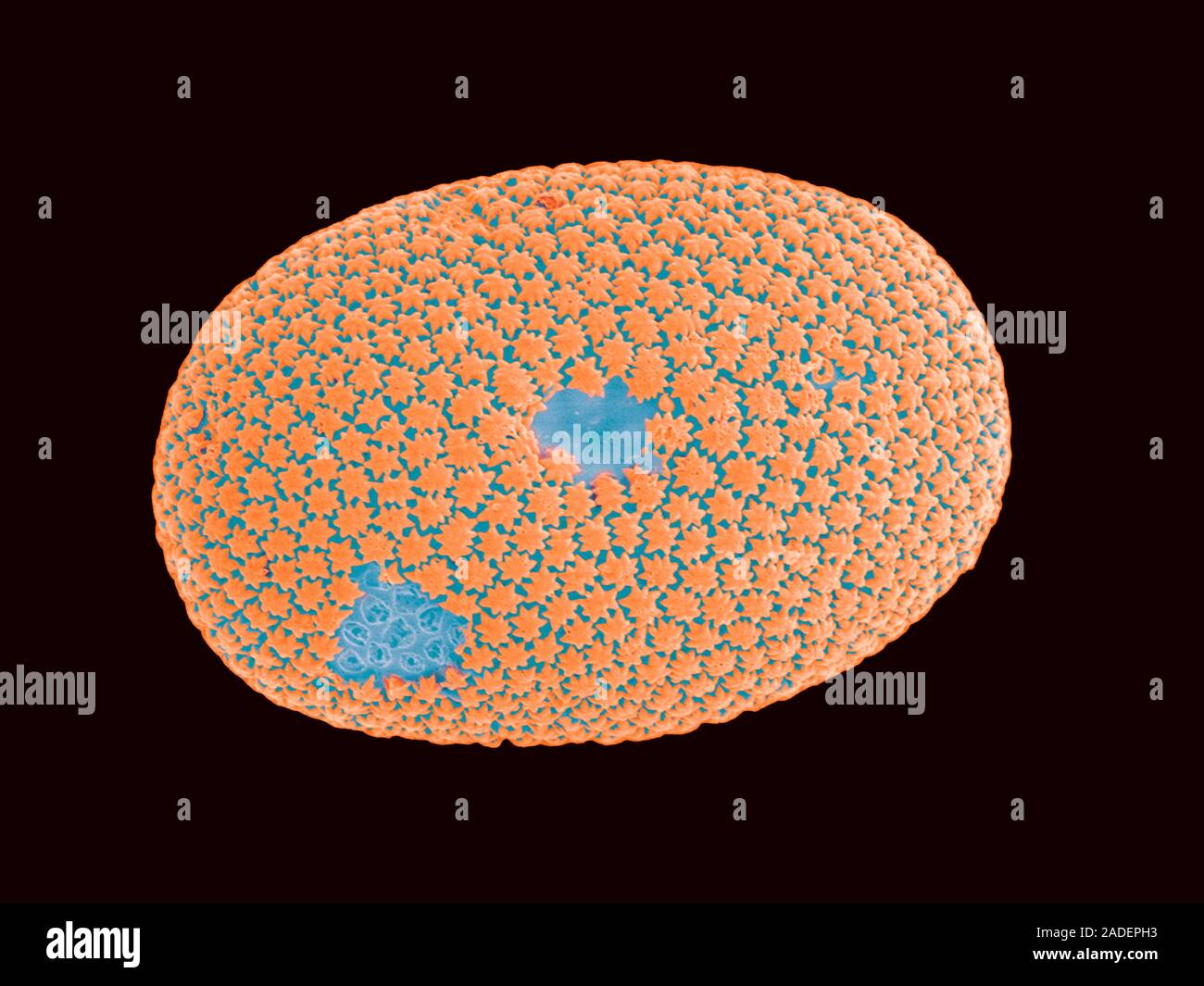 Images not to be used by the tobacco industry. Sponge spicule, coloured ...