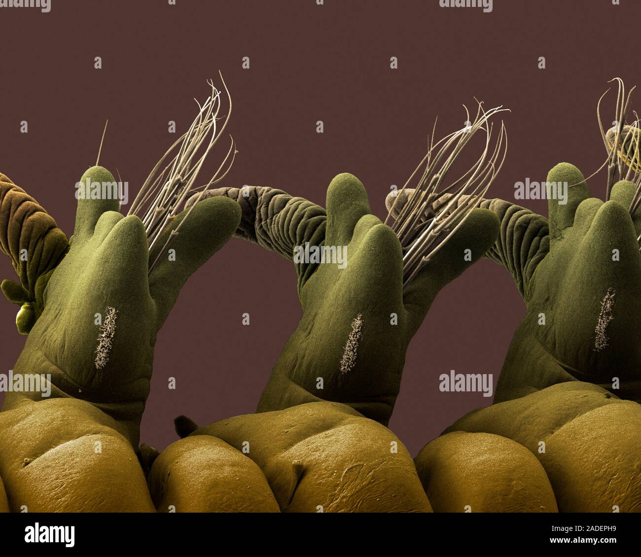 Images not to be used by the tobacco industry. Ragworm head, coloured ...