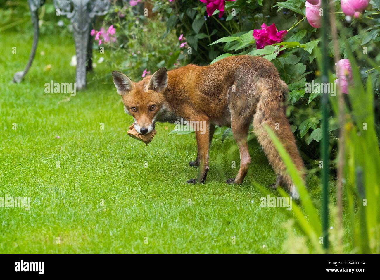 Red fox (Vulpes vulpes) in garden. Female red fox in the back garden of ...