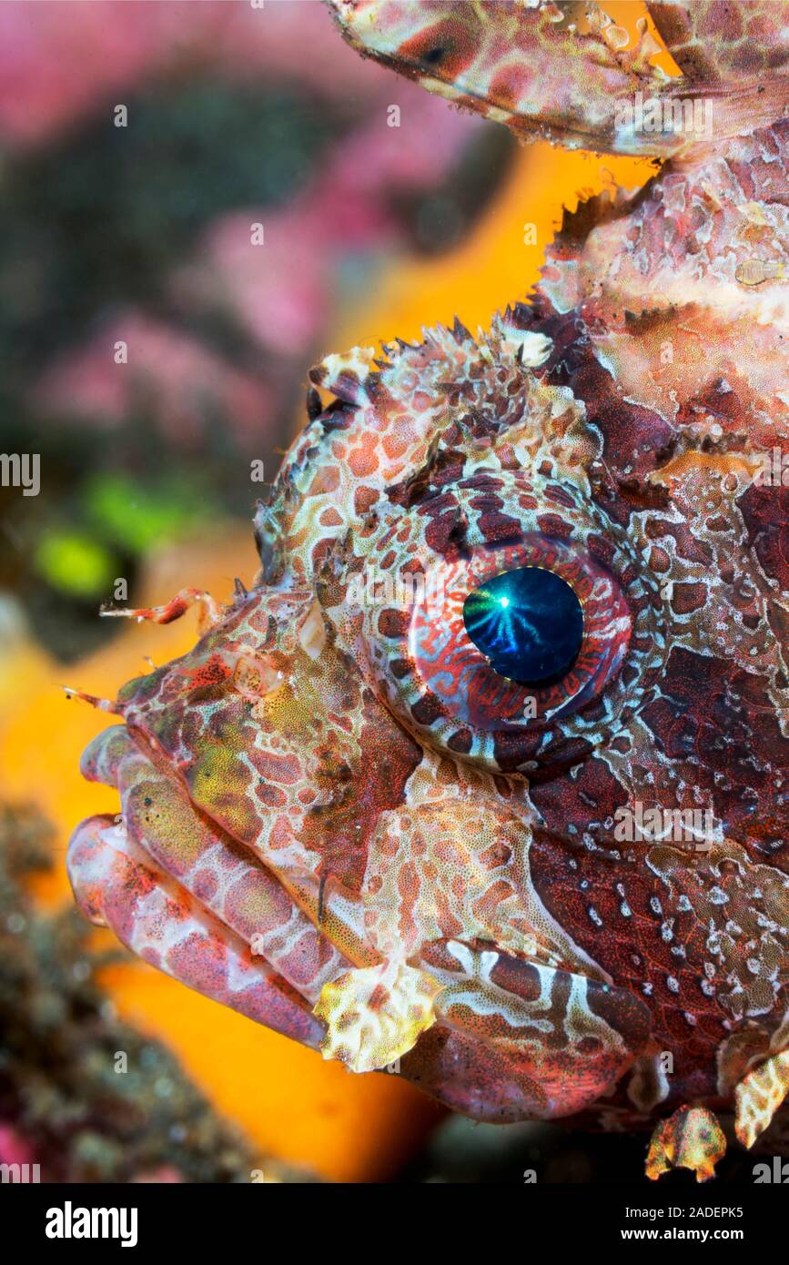 Shortfin lionfish (Dendrochirus brachypterus) head. This fish is found ...