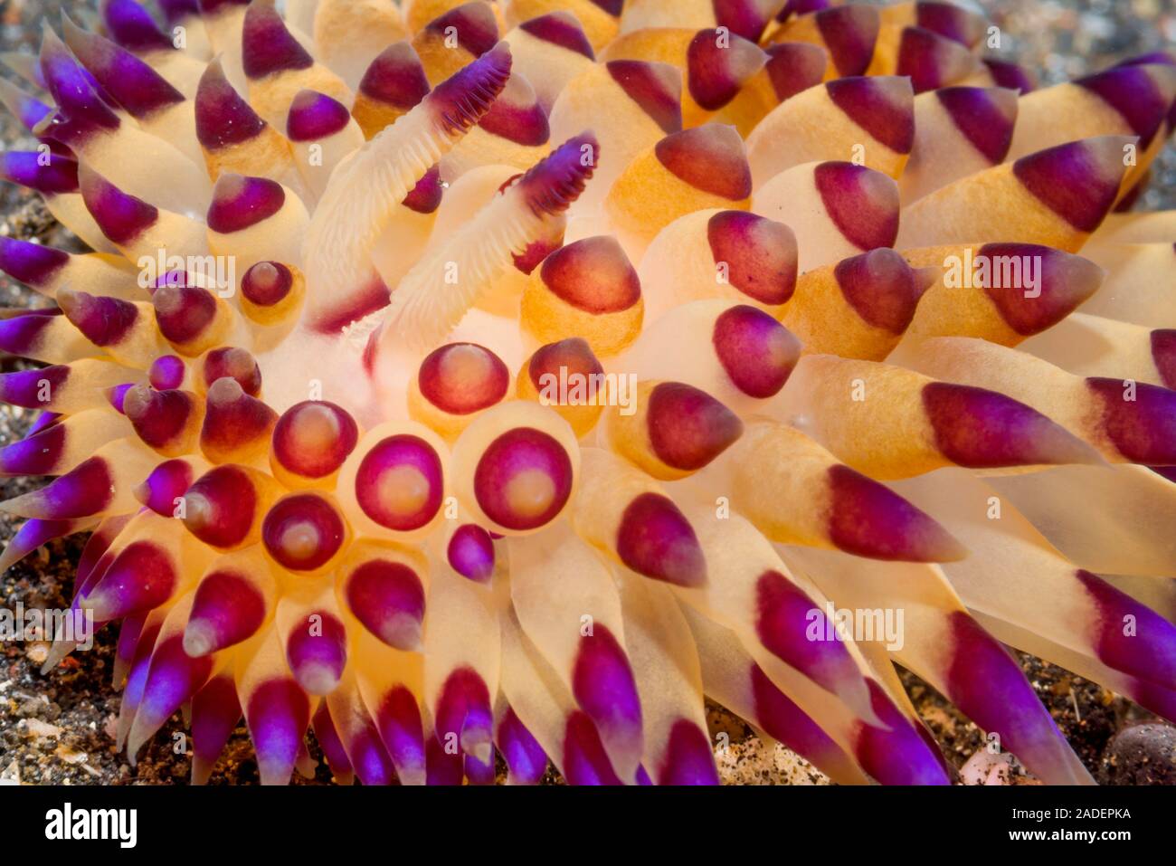 Nudibranch (Janolus savinkini) on a coral reef. Nudibranchs, or sea ...