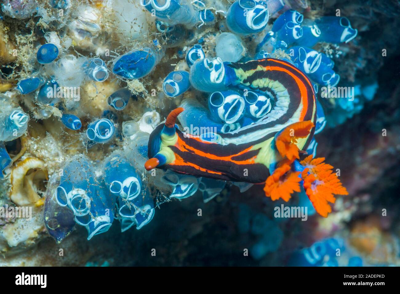 Nudibranch (Nembrotha sp.) feeding on tunicates (purple) on a coral ...