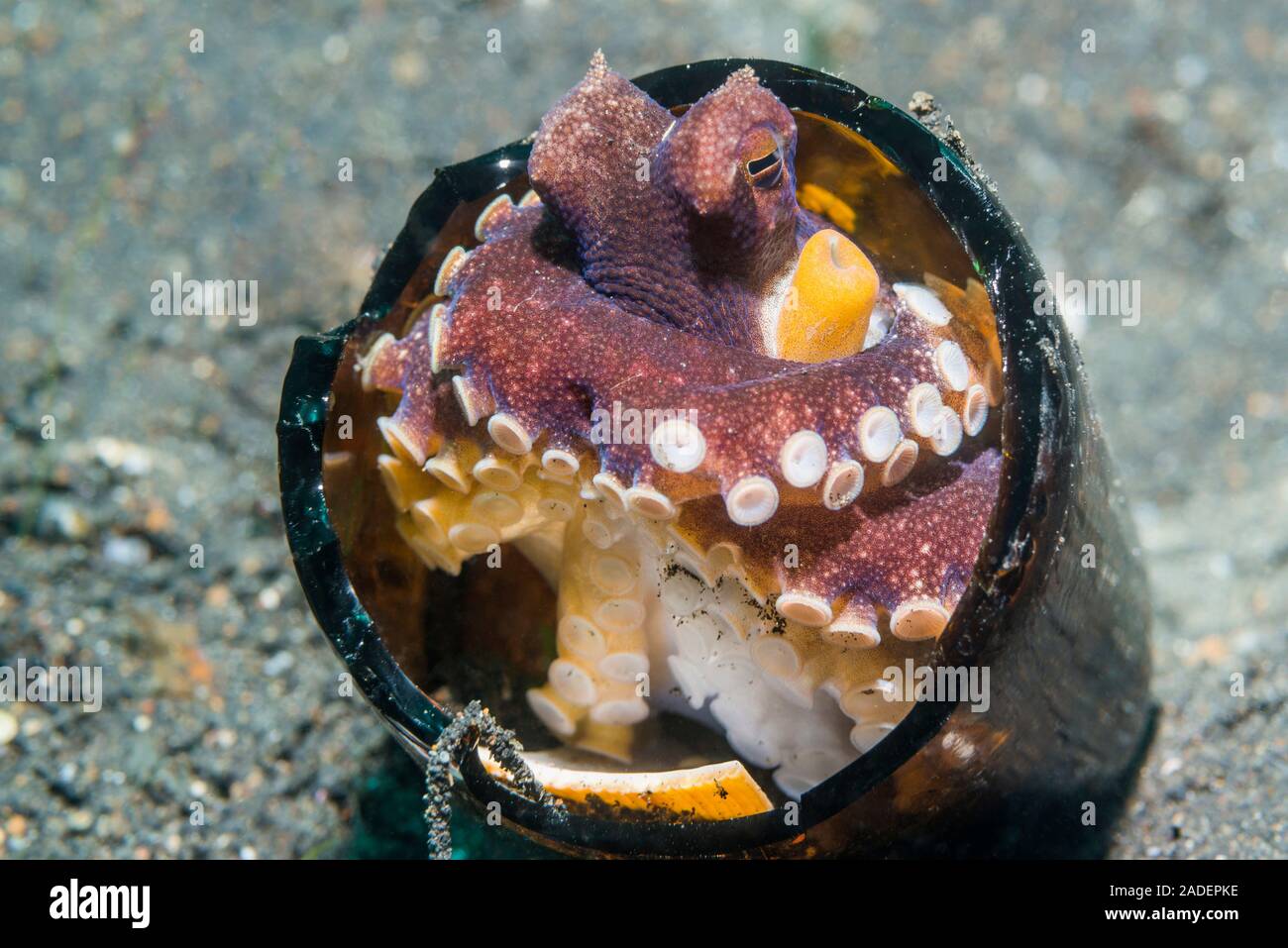 Veined octopus (Amphioctopus marginatus) sheltering in an old broken glass bottle. The veined ...