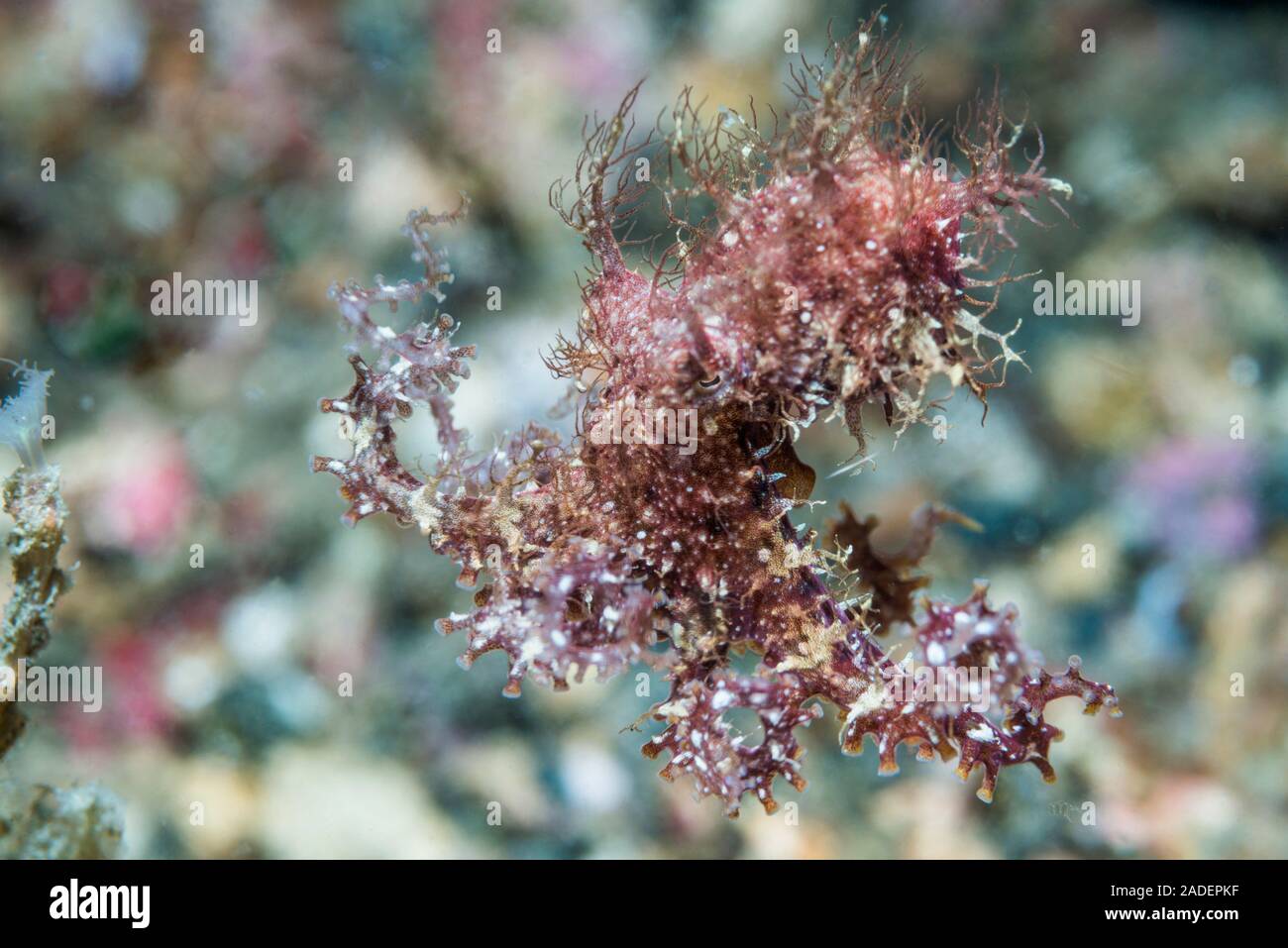 Hairy octopus (family Octopodidae). Undescribed very small octopus with ...