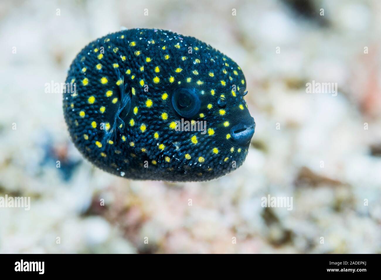 Juvenile map pufferfish (Arothron mappa). The map pufferfish can be ...