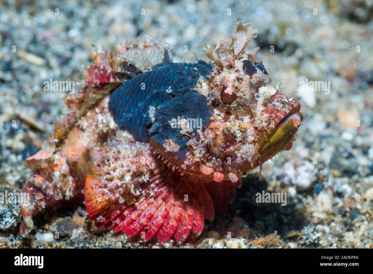 Devil scorpionfish (Scorpaenopsis diabolus) on a reef. This bottom ...