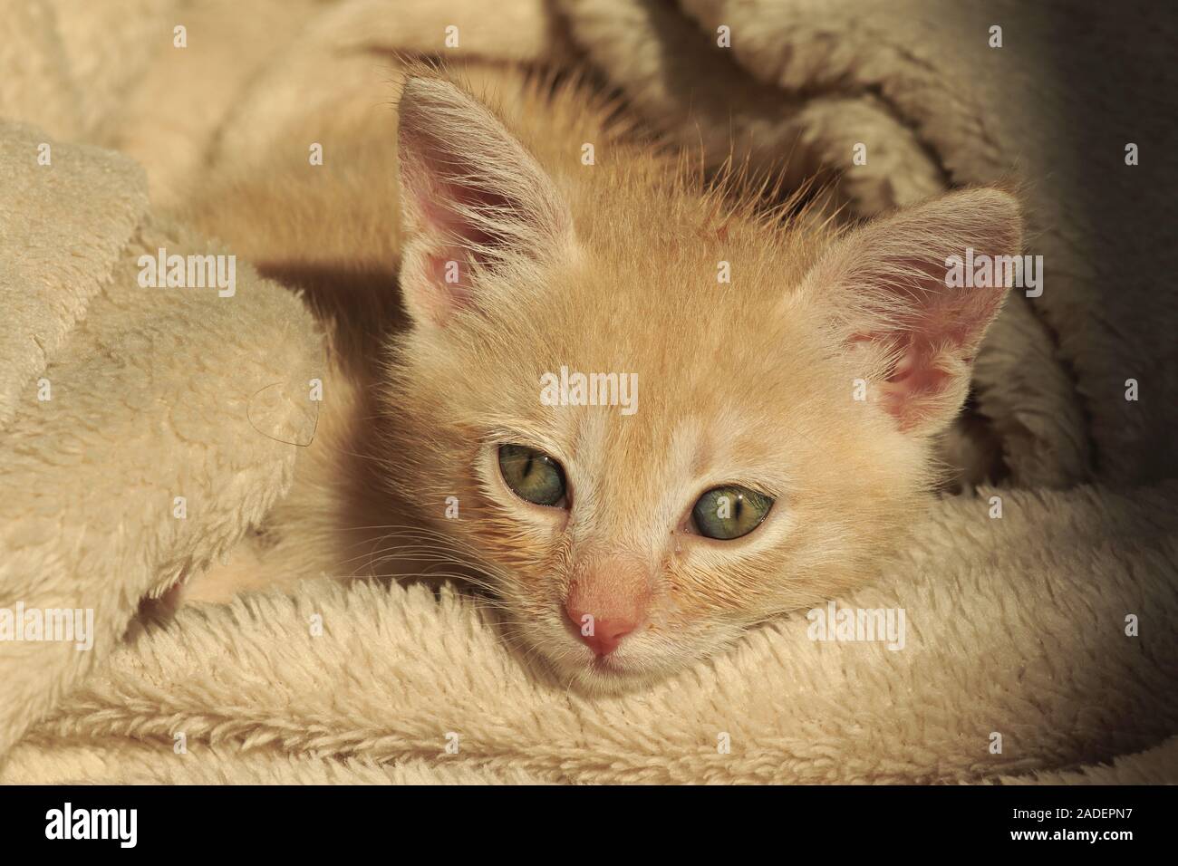 Little red cat hi-res stock photography and images - Alamy