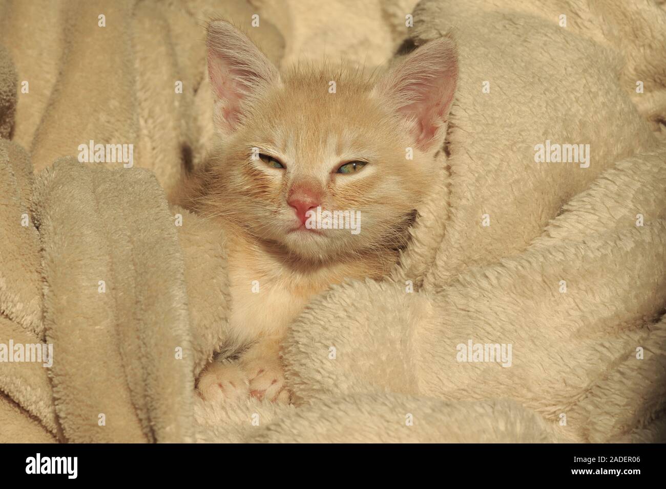 Little red kitten Stock Photo - Alamy