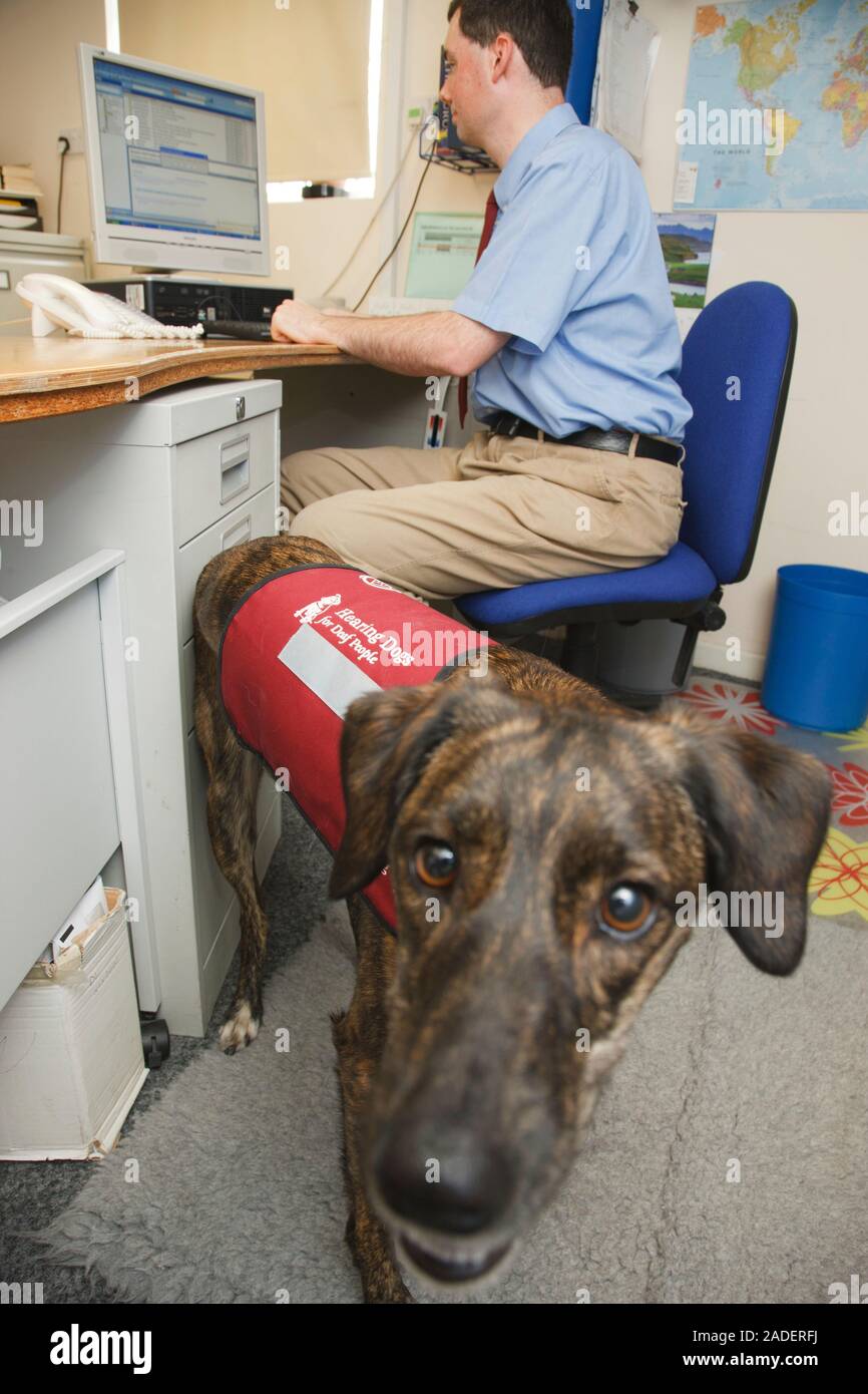 Hearing dogs for deaf people - dog with owner at work Stock Photo - Alamy