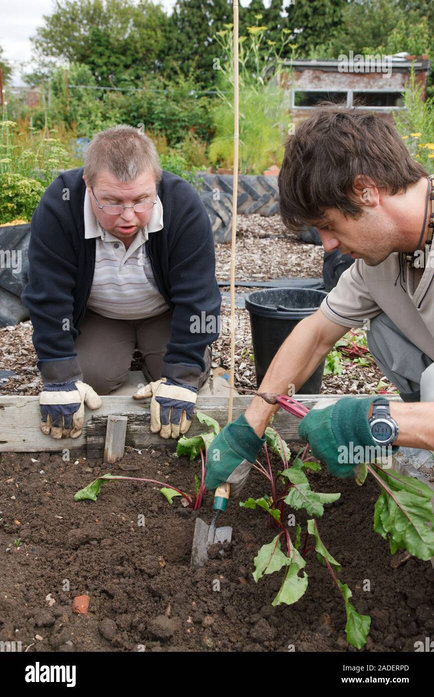 Man with learning disability with care staff planting on allotment ...