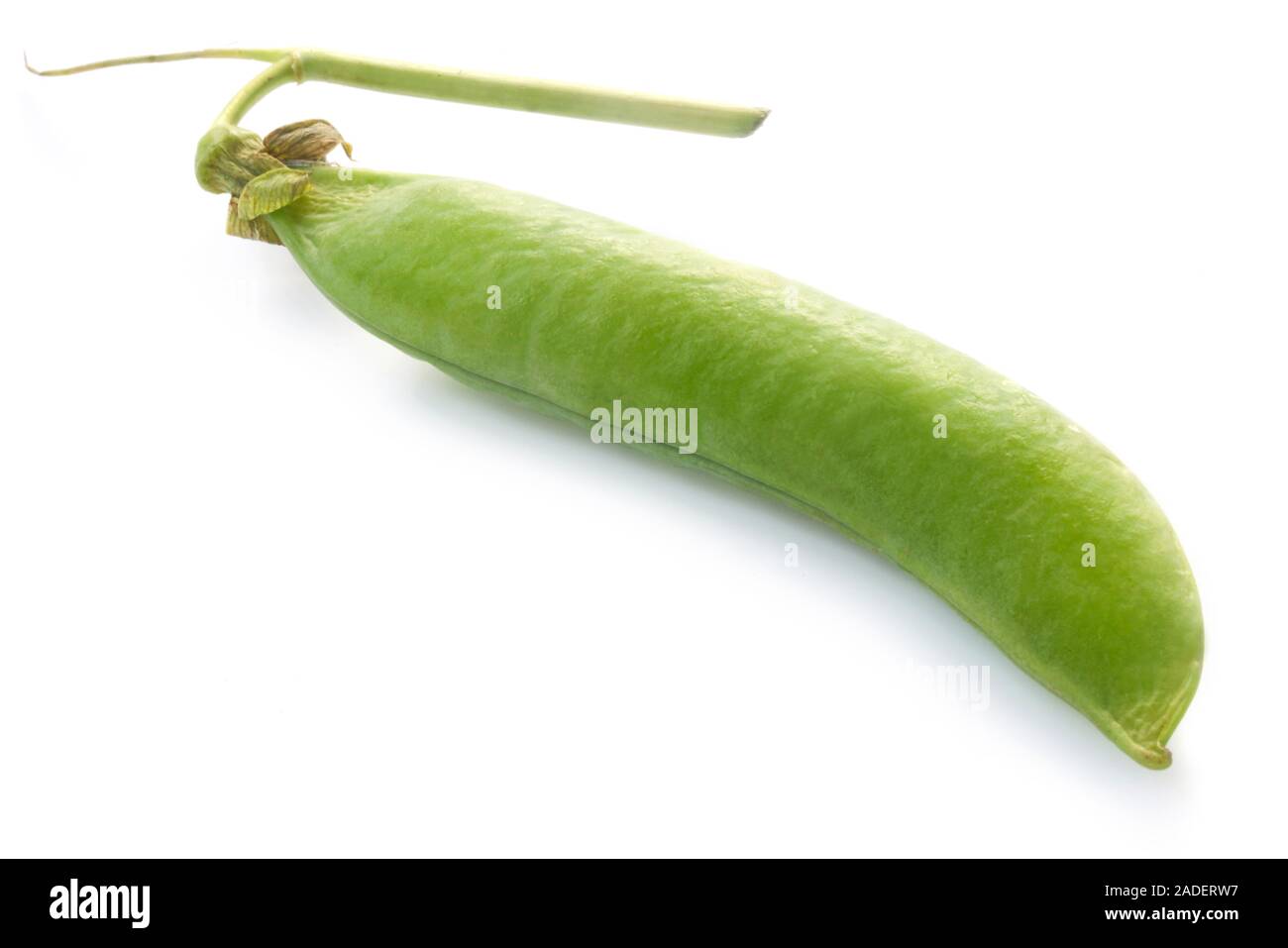 Fresh Pea Pod Isolated On White Stock Photo - Alamy