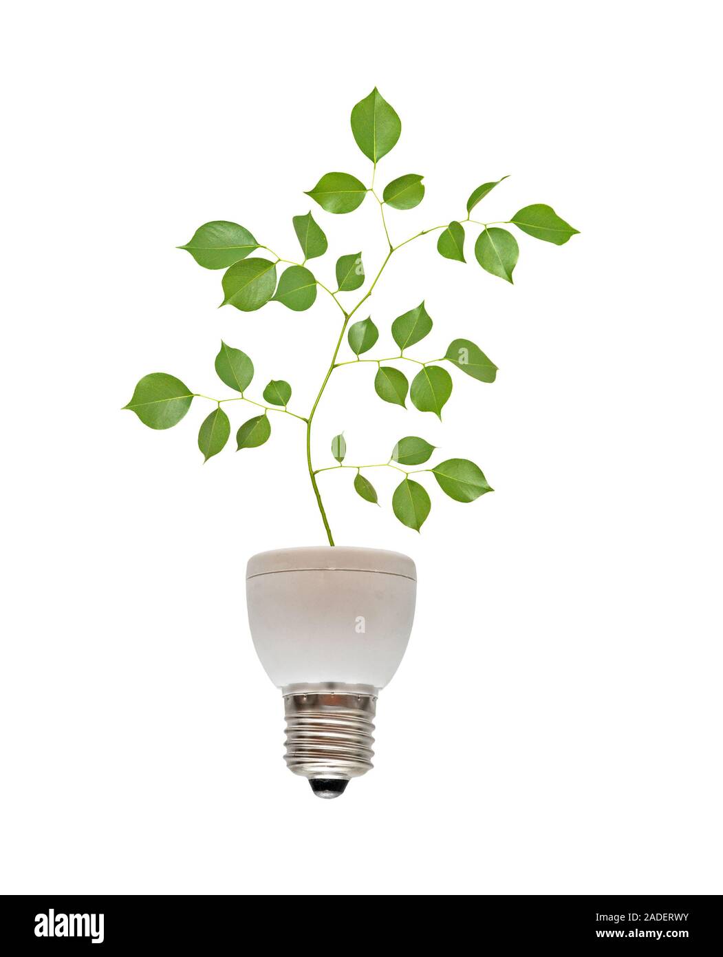 Tree shoot growing from base of flourescent lamp Stock Photo - Alamy