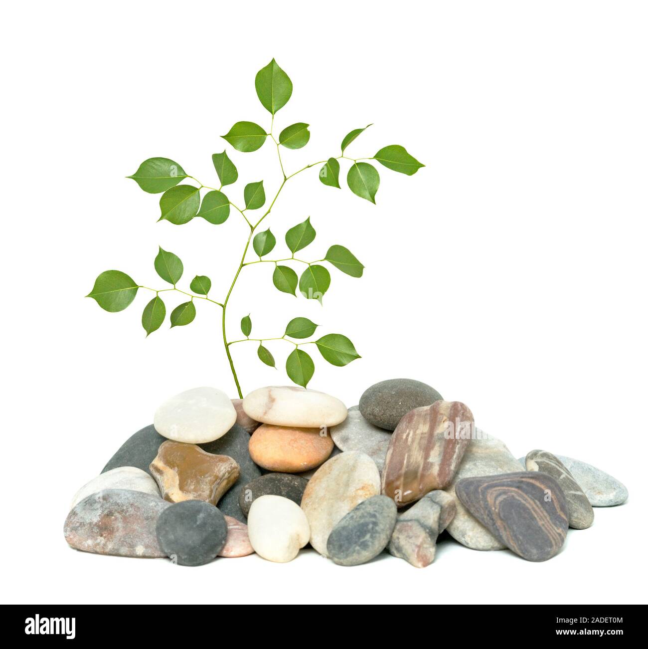 Closeup shot pile tree Cut Out Stock Images & Pictures - Alamy