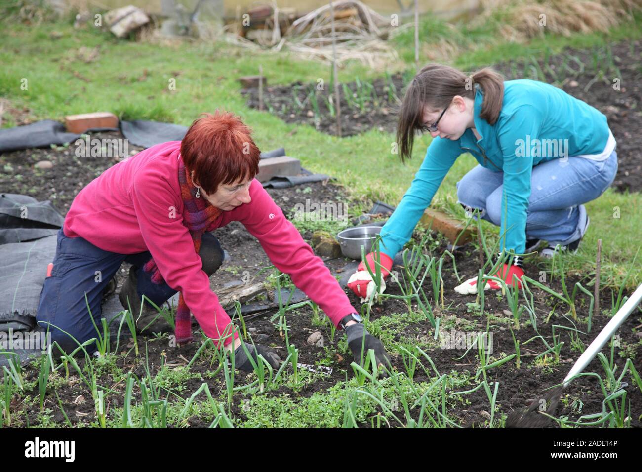 Woman and girl weeding on an allotment Stock Photo - Alamy