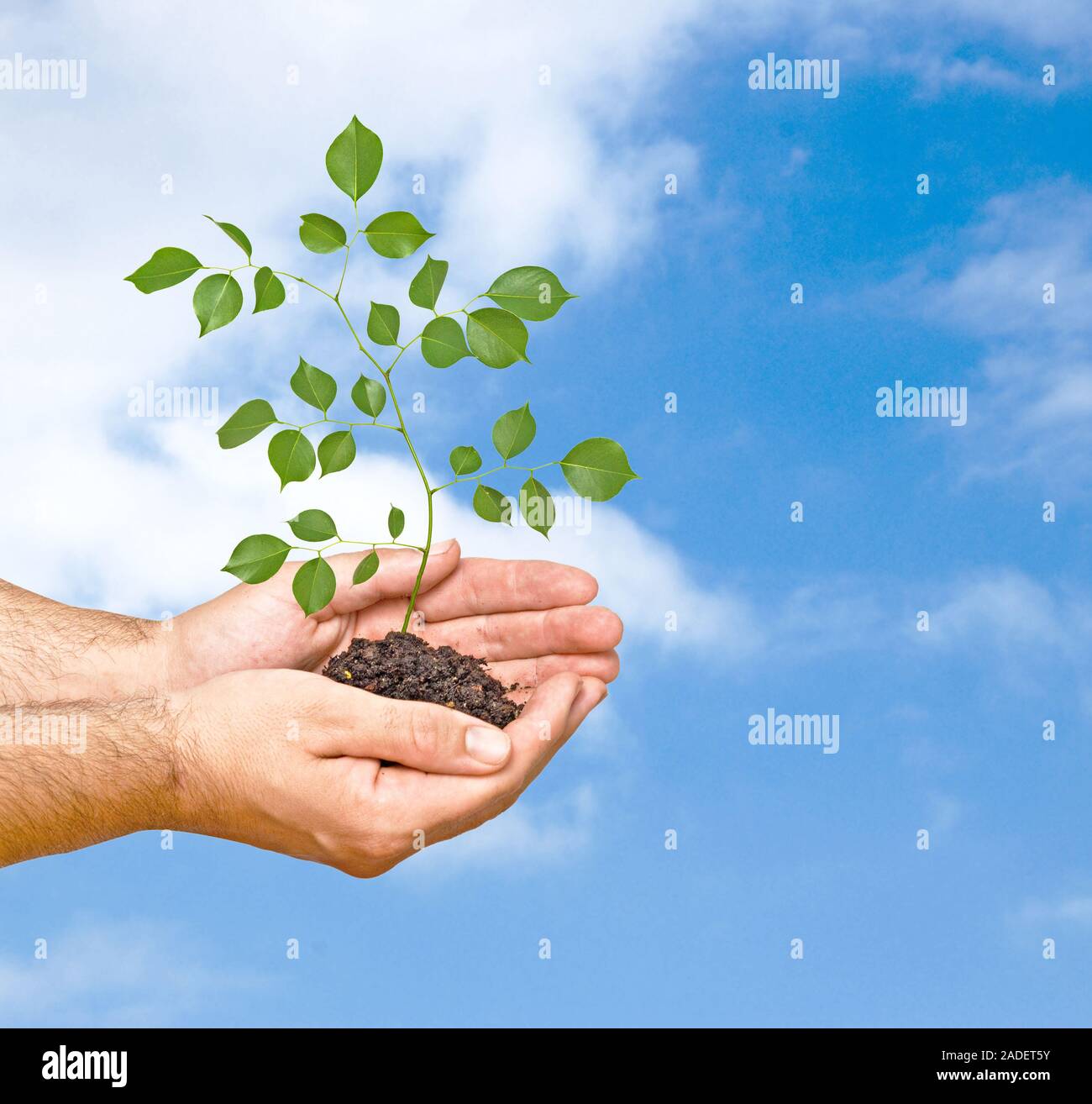 Emergent seedling hi-res stock photography and images - Alamy