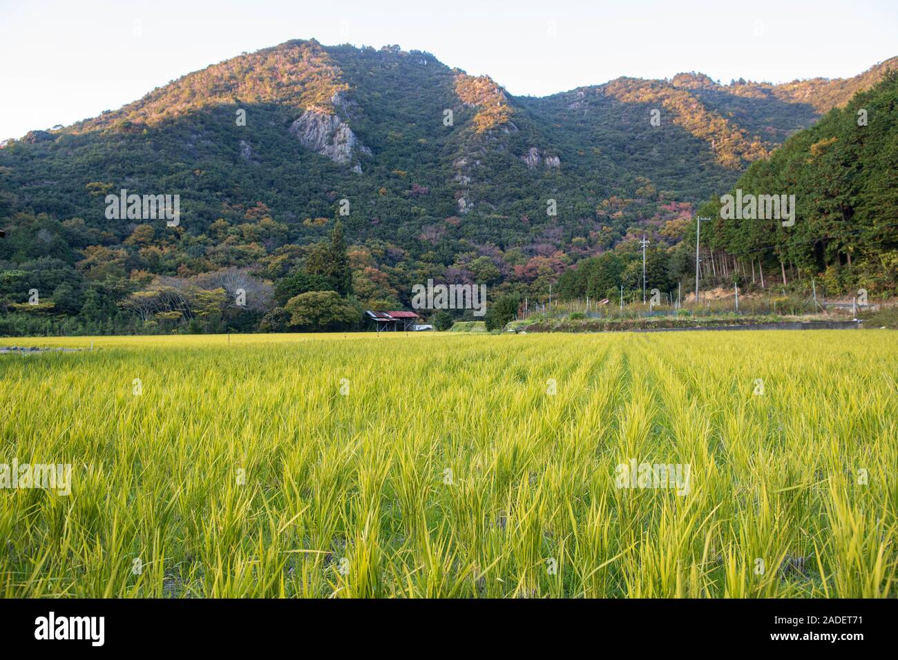 Rice field in autumn hi-res stock photography and images - Alamy