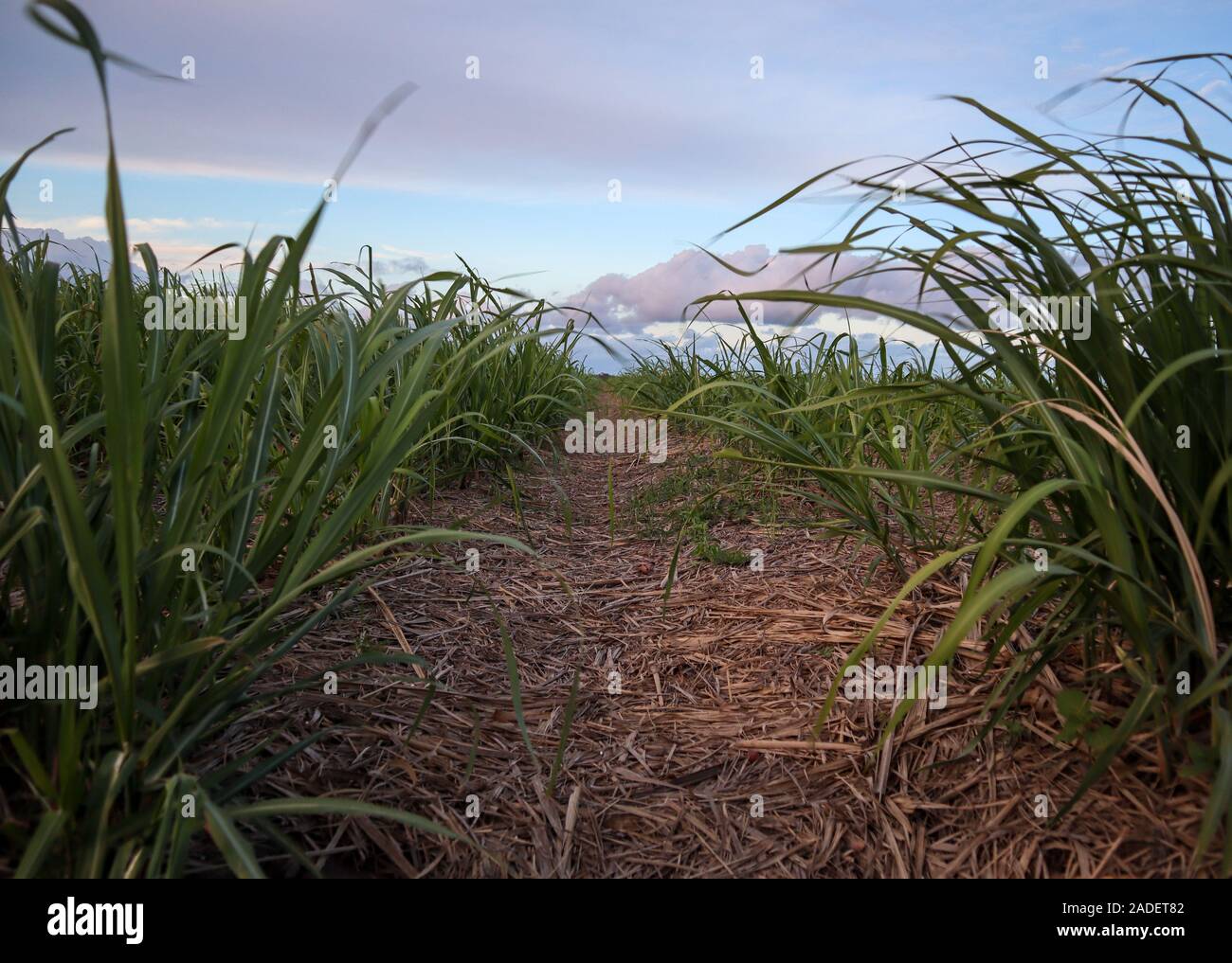Green aisle hi-res stock photography and images - Alamy
