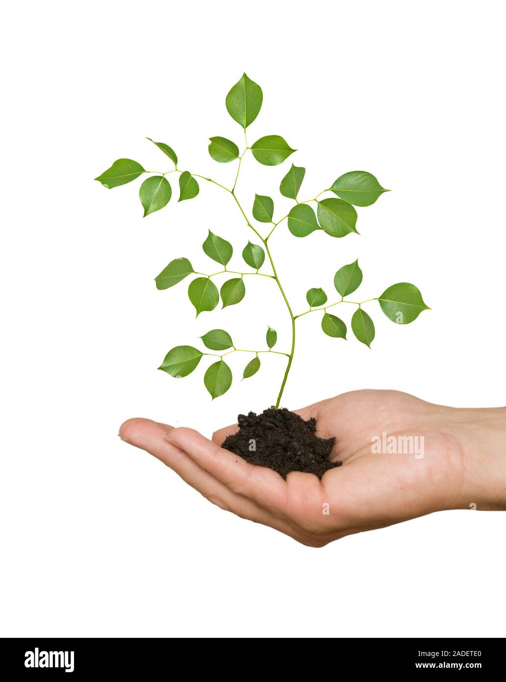 Tree shoot in hand as a symbol of nature potection Stock Photo - Alamy