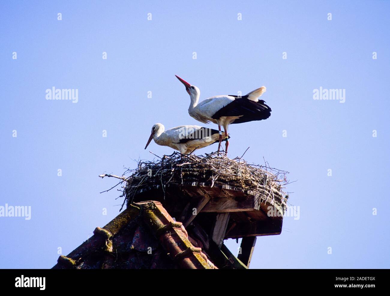 Swedish kids hi-res stock photography and images - Alamy