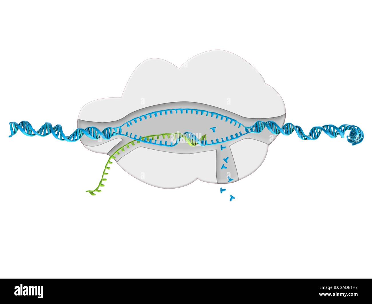 DNA transcription. Illustration of the process of transcription of DNA ...
