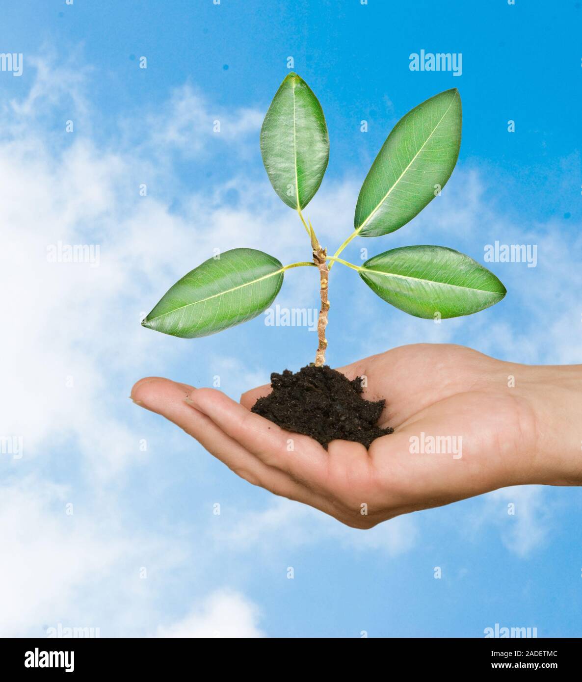 tree seedling in hand as a symbol of nature protection Stock Photo - Alamy