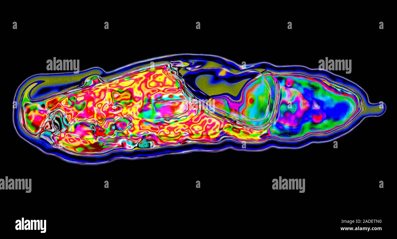 Moth pupa. Coloured 3D micro-computed tomography (micro-CT) scan in ...