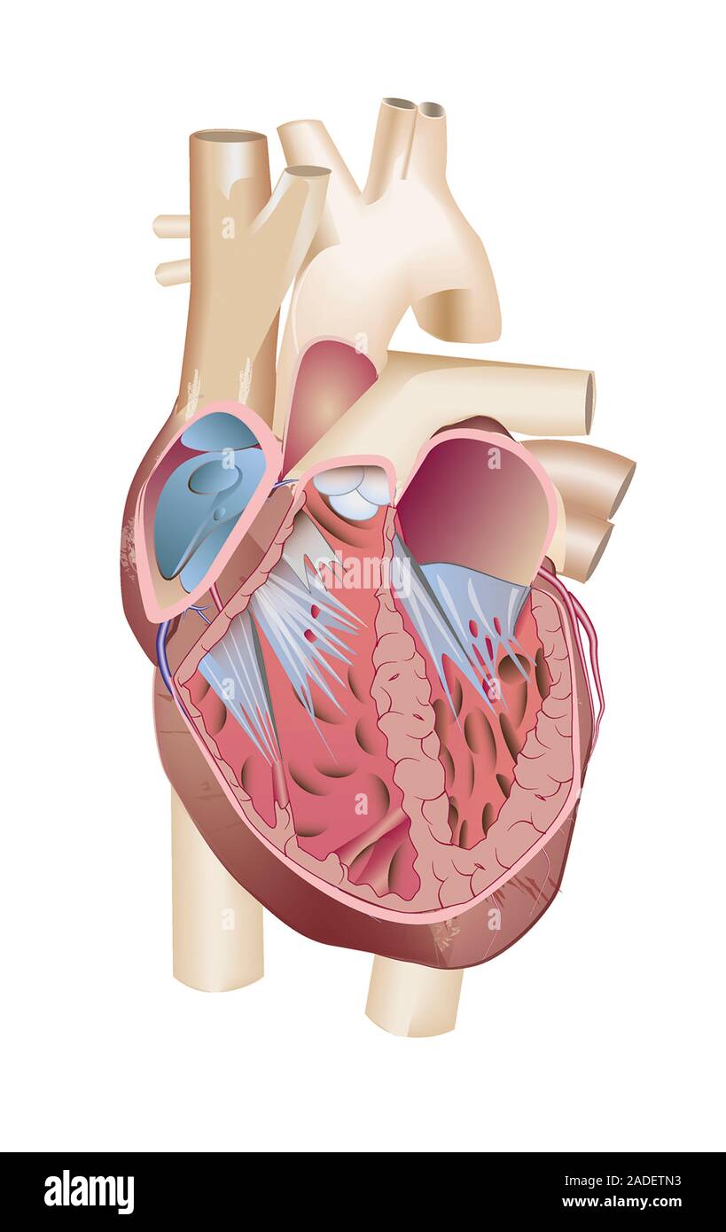 Human heart anatomy. Cut-away frontal illustration showing the upper ...