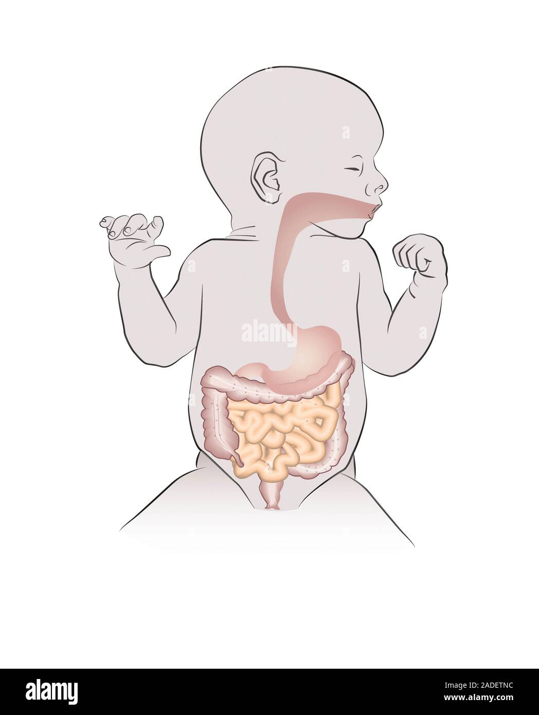 Digestive system of a newborn baby, illustration Stock Photo - Alamy