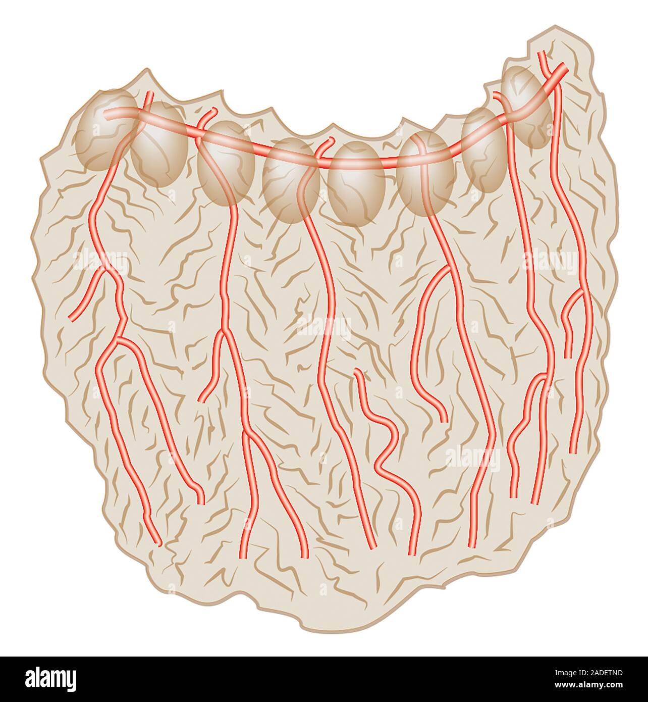Human omentum, illustration. The omentum is a fold of peritoneal ...