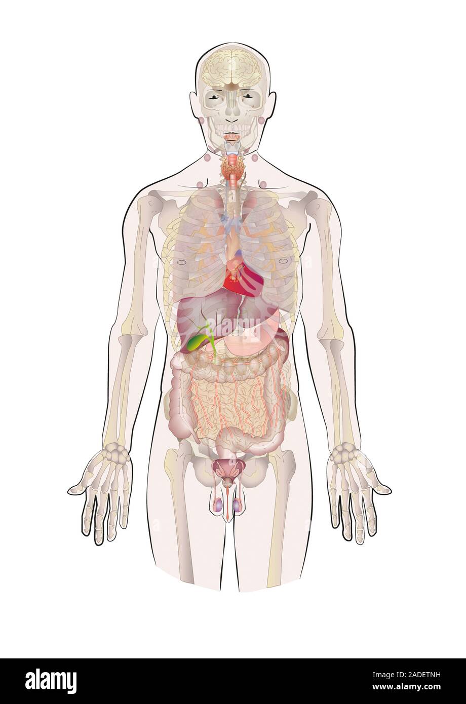 Frontal Illustration Showing The Male Skeleton And Organs For A Labelled Version Of This Image